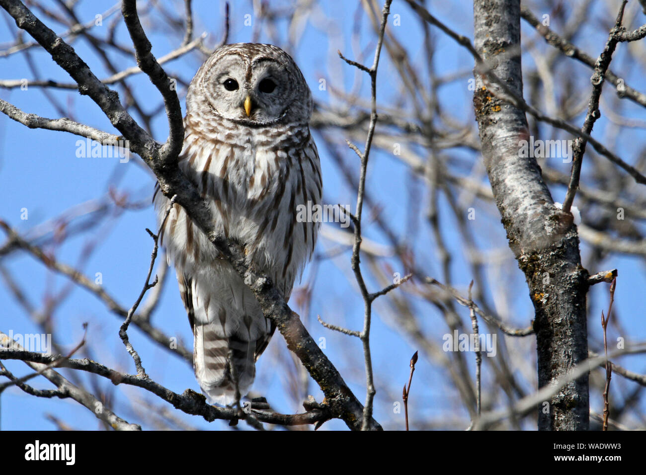 Woodland owls hi-res stock photography and images - Alamy