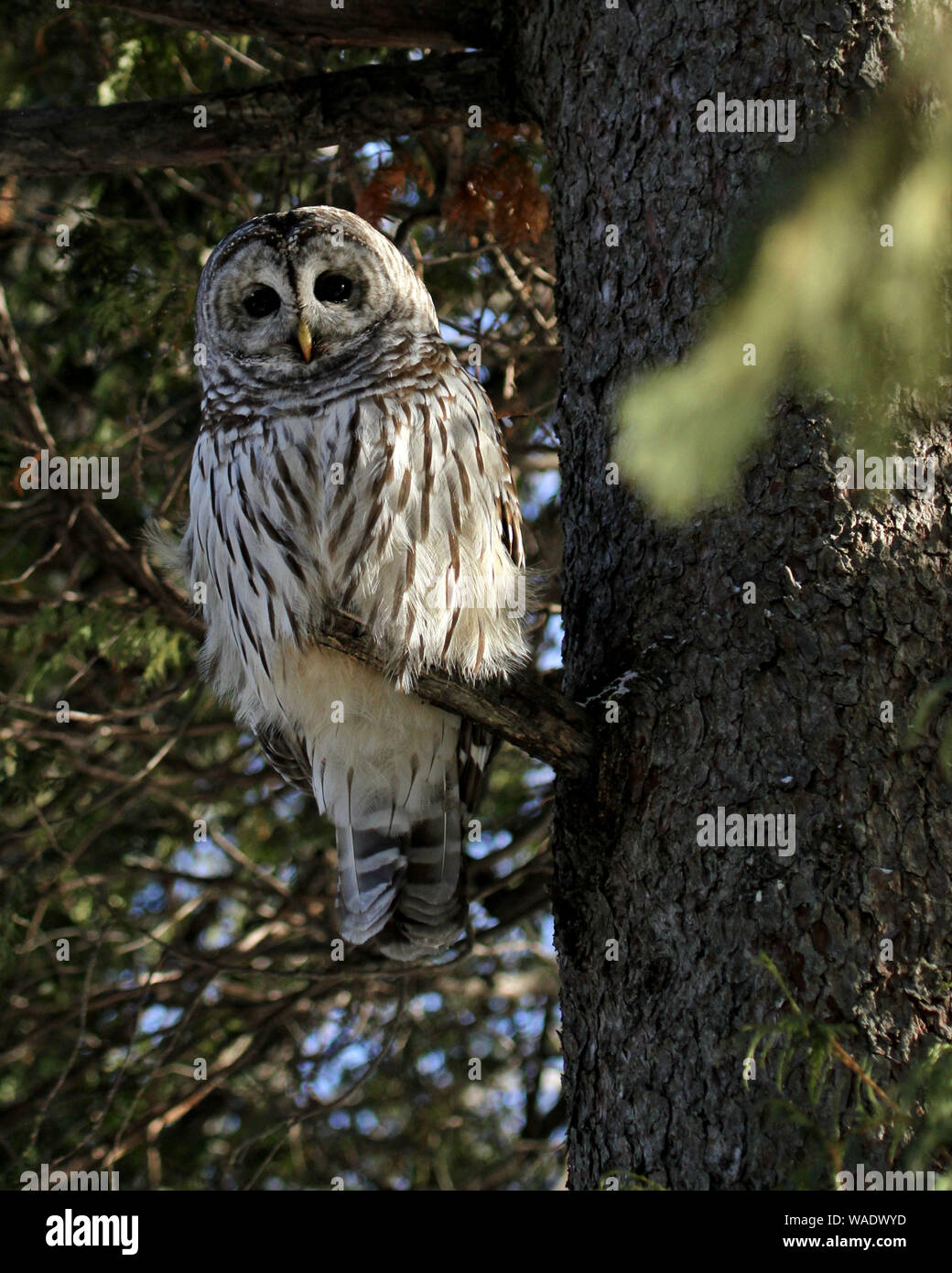 Woodland owls hi-res stock photography and images - Alamy