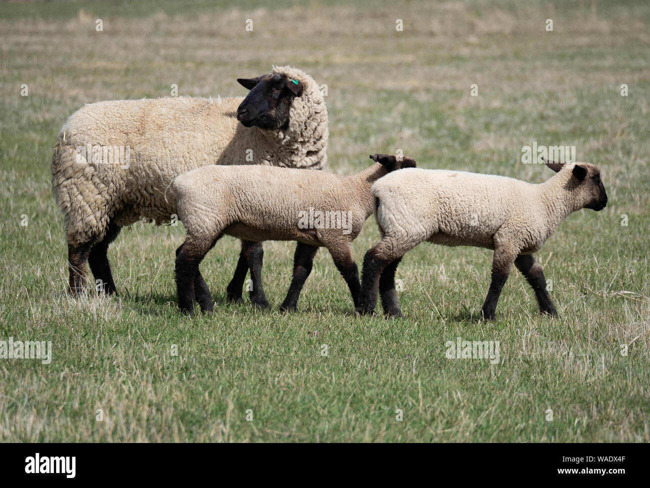 Lambs legs hi-res stock photography and images - Alamy