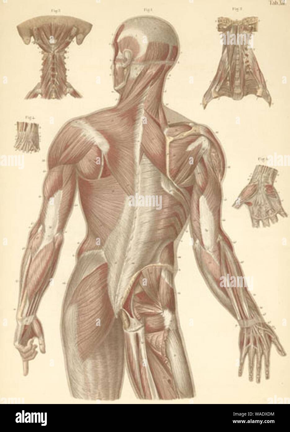 Dr Bock plate12 Stock Photo - Alamy