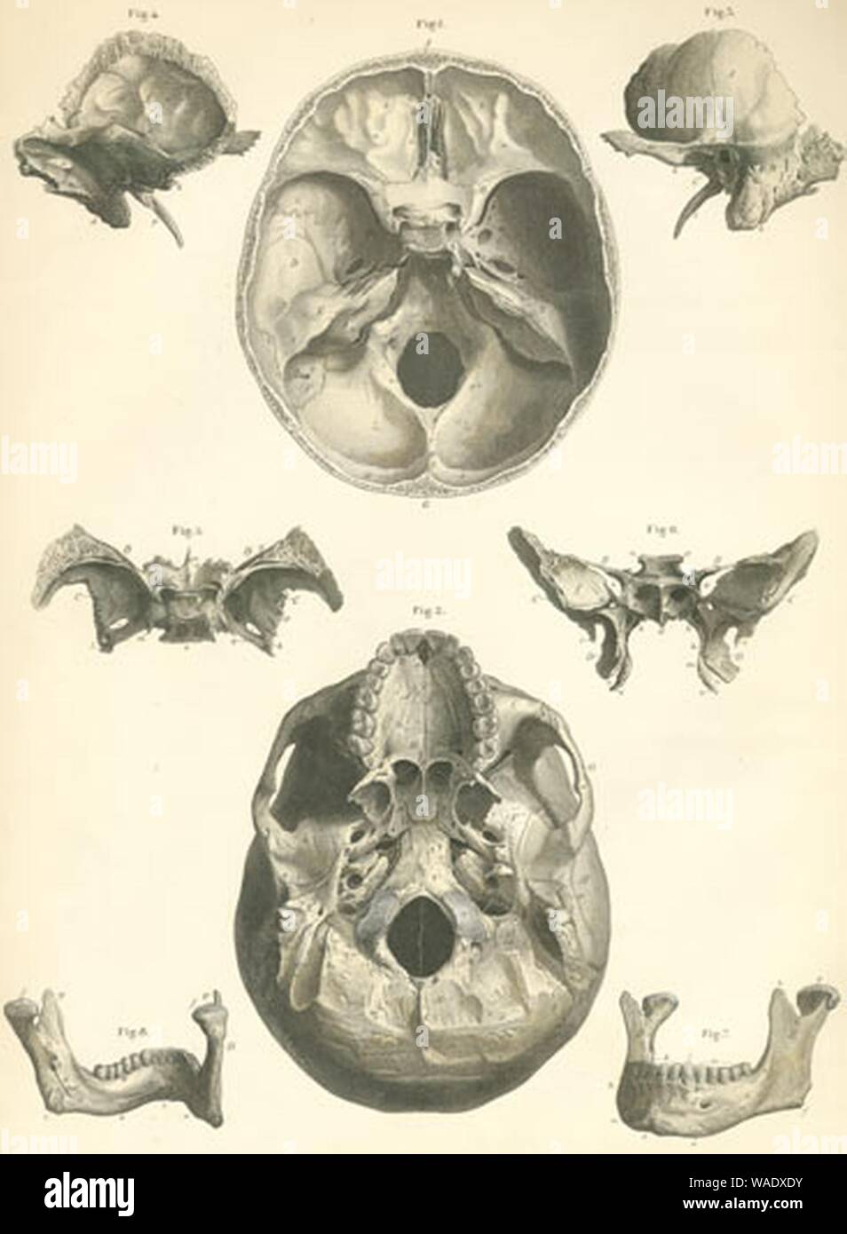 Dr Bock plate02 Stock Photo - Alamy