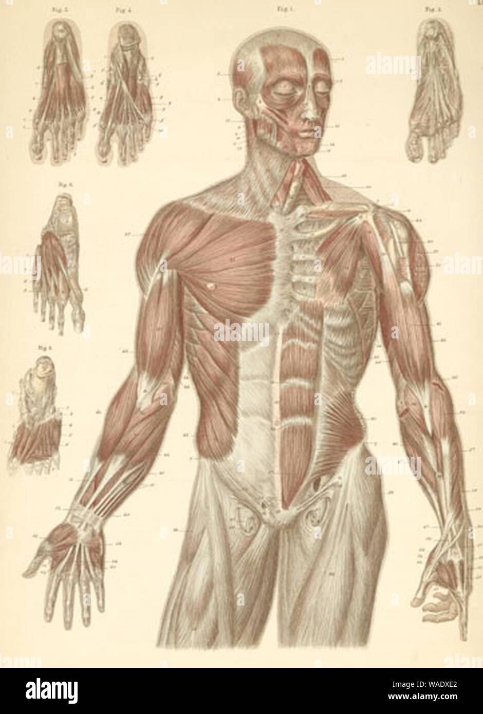 Dr Bock plate11 Stock Photo - Alamy