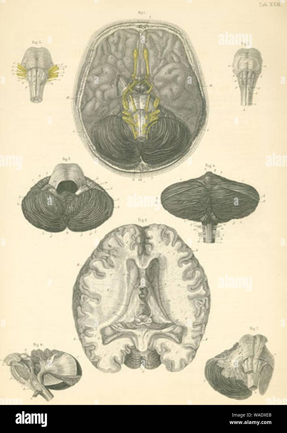 Dr Bock plate24 Stock Photo - Alamy