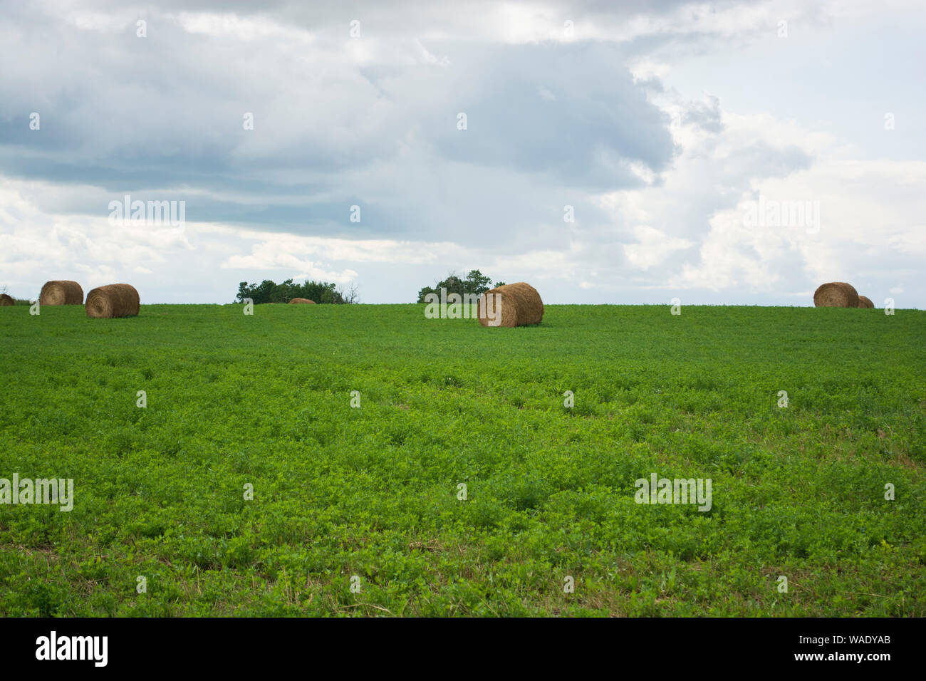 Green summer field rolled haystacks hi-res stock photography and images ...