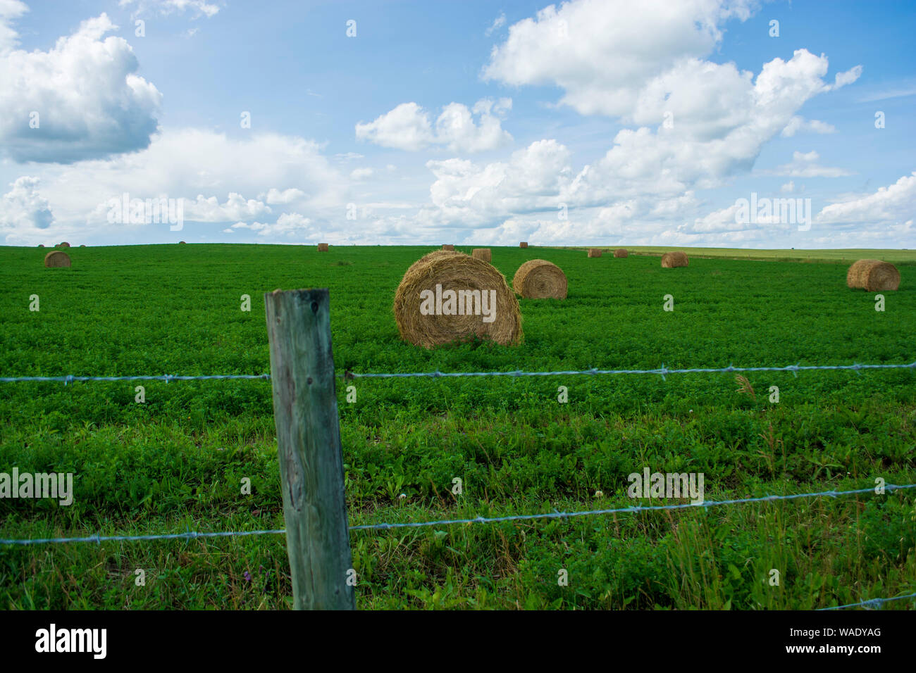 Hay bales in green hay field farm land. View through fence. Harvest ...