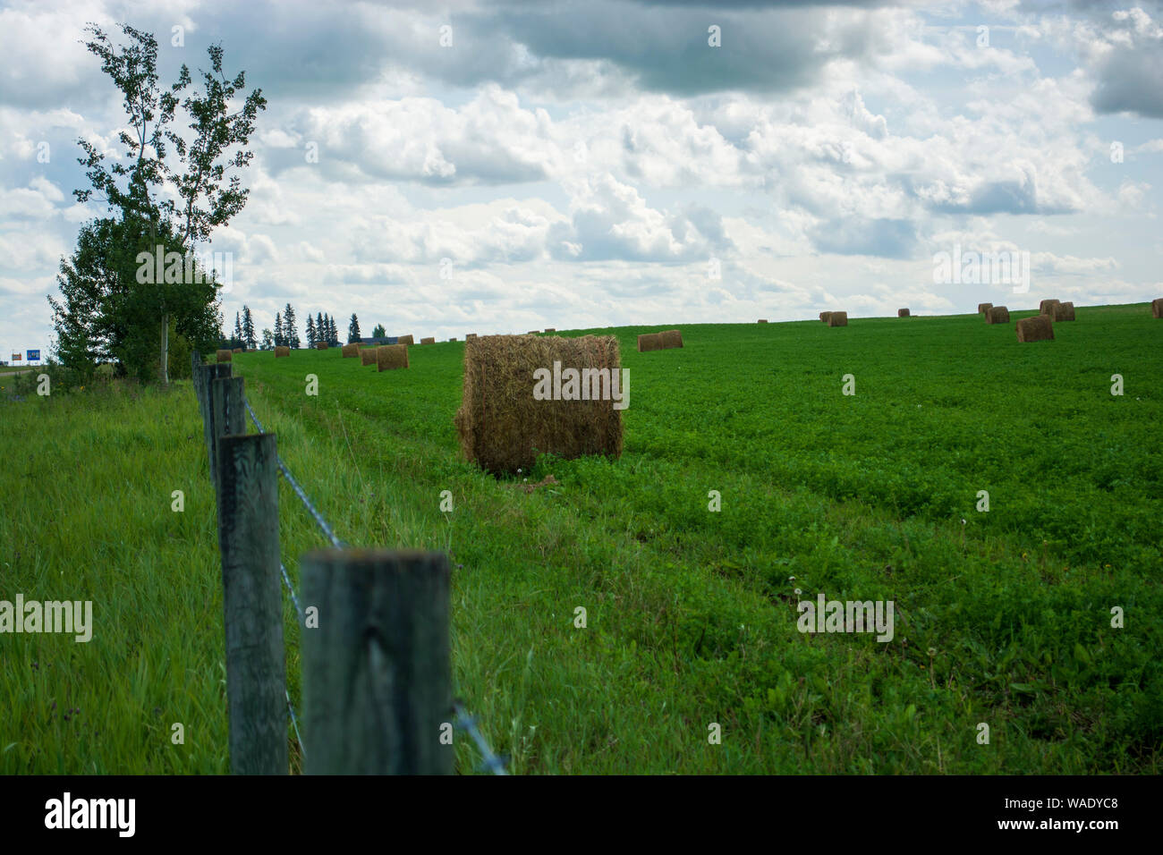 Hay bales in green hay field farm land. View along fence. Harvest with ...