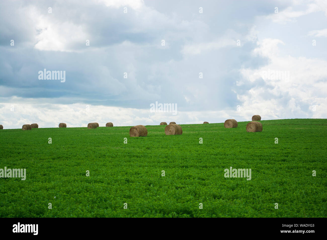 Hay bales in green hay field farm land. Harvest with green field and ...