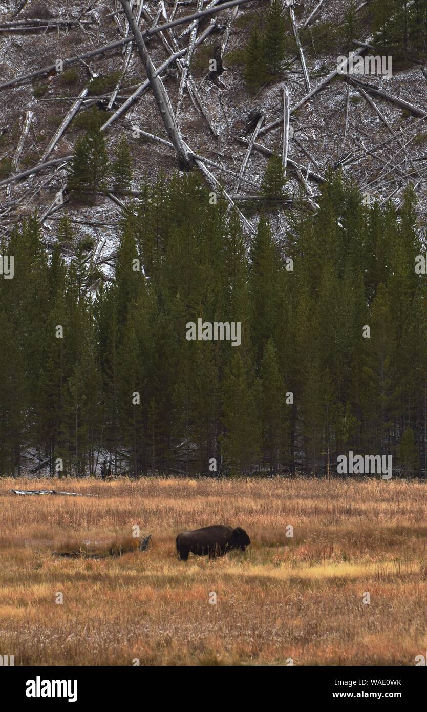 buffalo in prairie Stock Photo - Alamy