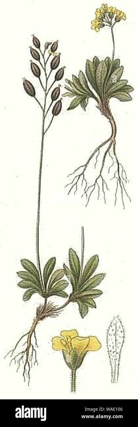 Draba alpina hi-res stock photography and images - Alamy