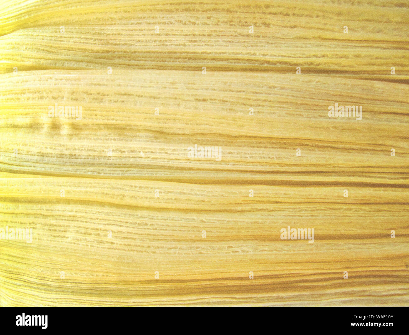 Texture of corn vegetable skin Stock Photo - Alamy