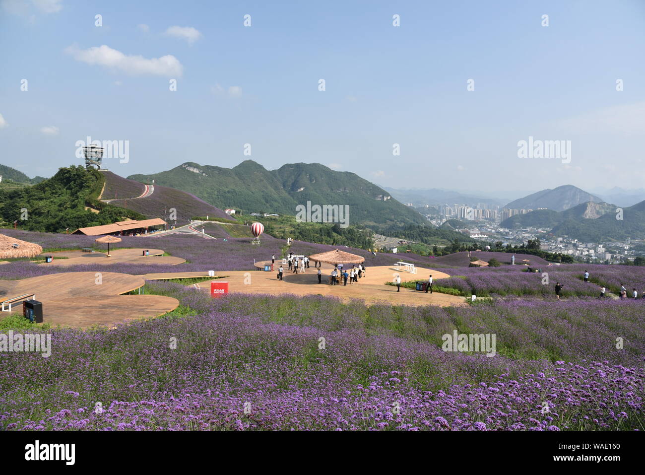 Tongzi flowers hi-res stock photography and images - Alamy