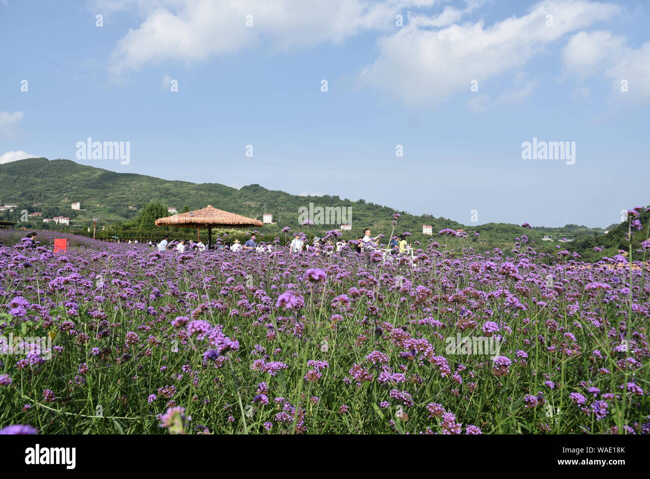 Tongzi flowers hi-res stock photography and images - Alamy