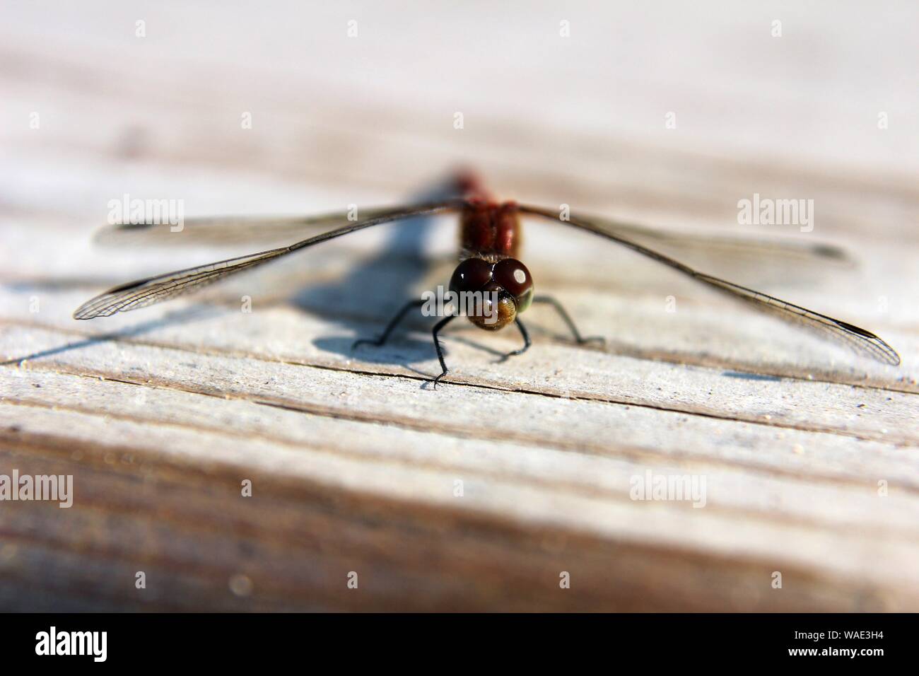 A Dragonfly Smiling For The Camera Stock Photo - Alamy