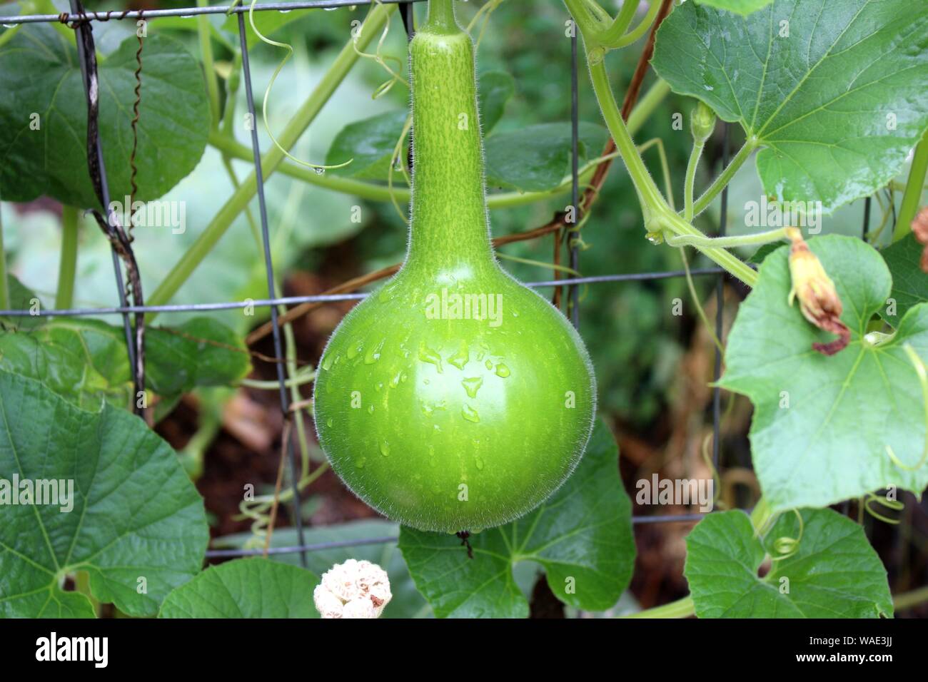 Bottle gourd lagenaria siceraria hi-res stock photography and images ...