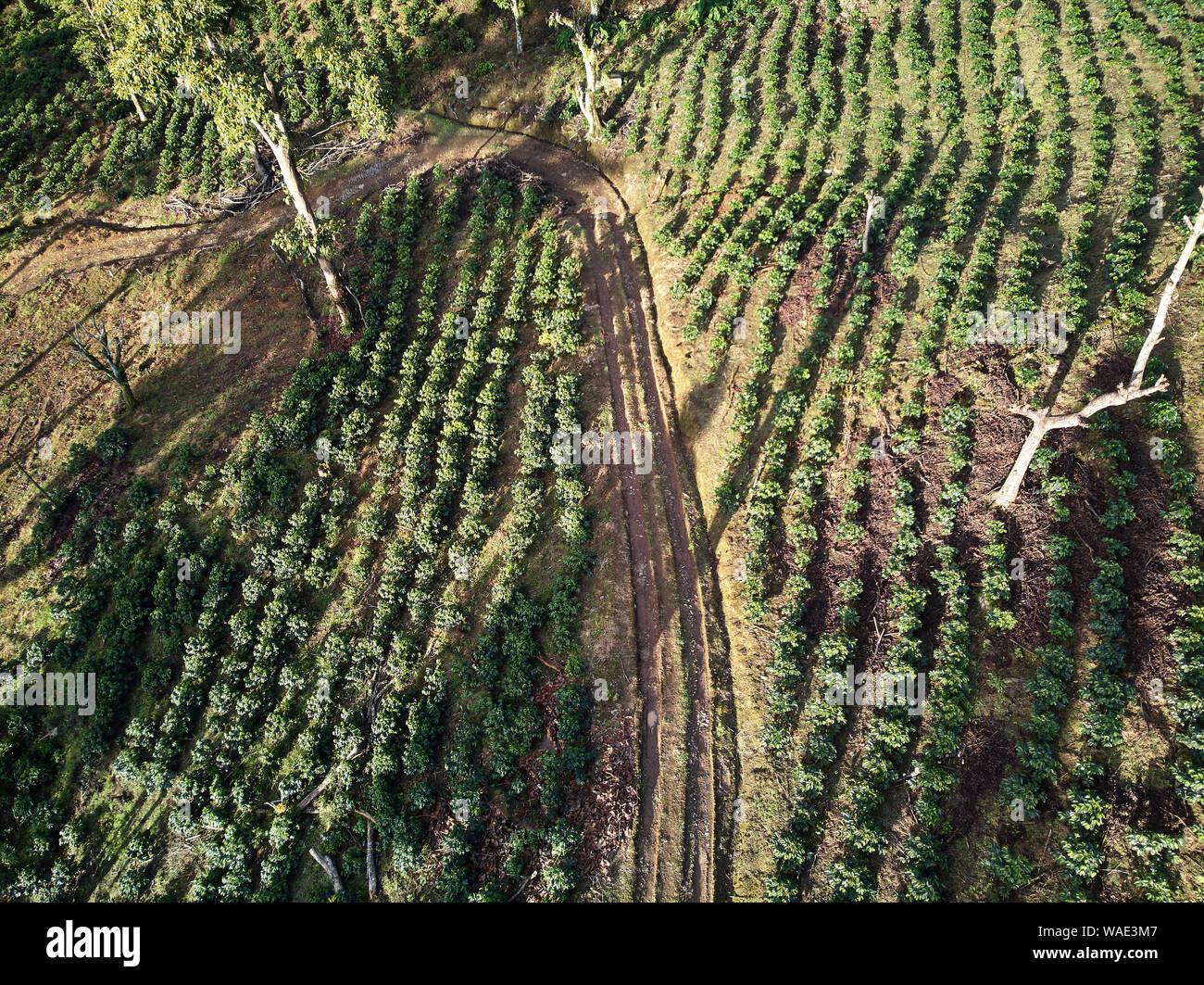 Young coffee trees in rows on agricultural field above view Stock Photo ...