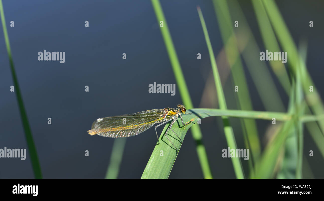 A dragonfly sits in a reed on a stalk Stock Photo - Alamy