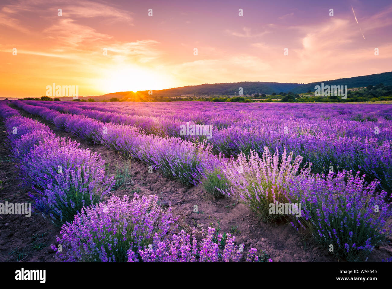 Lavender field sunset landscape hi-res stock photography and images - Alamy