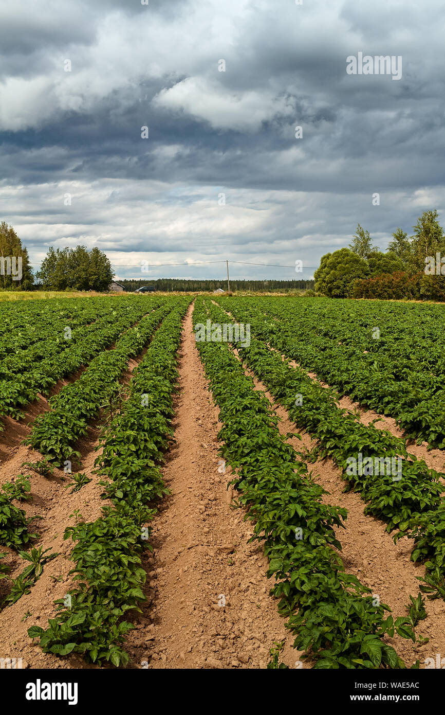 The rain clouds are gathering over the potato fields at the rural ...