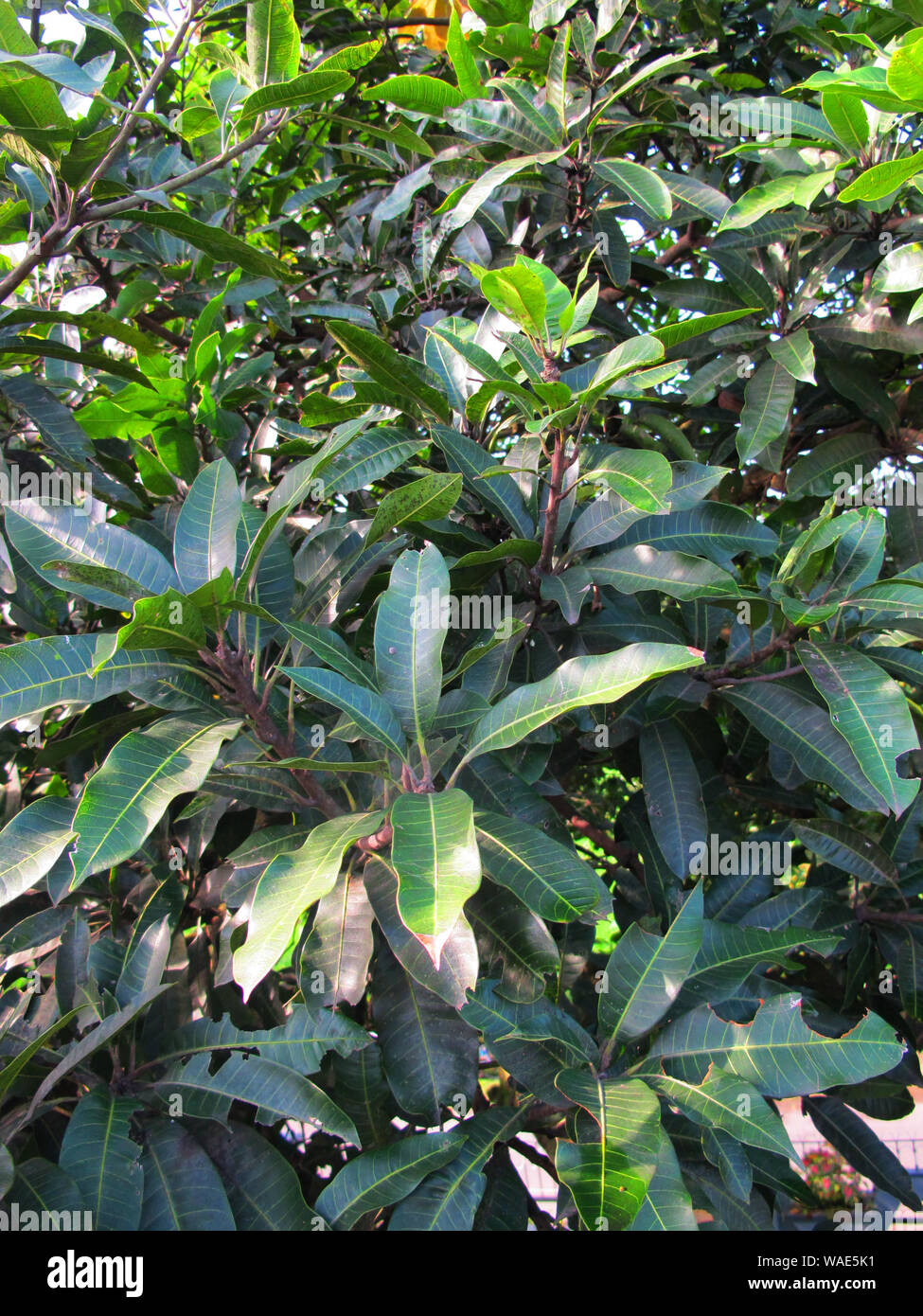 Yellow mango tree hi-res stock photography and images - Alamy