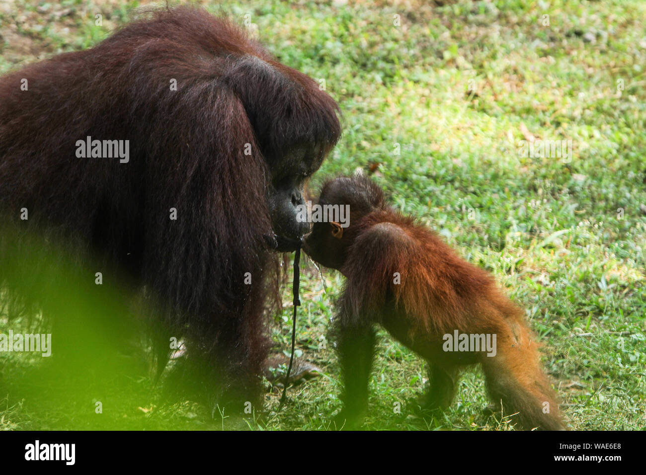Cutest primate hi-res stock photography and images - Alamy