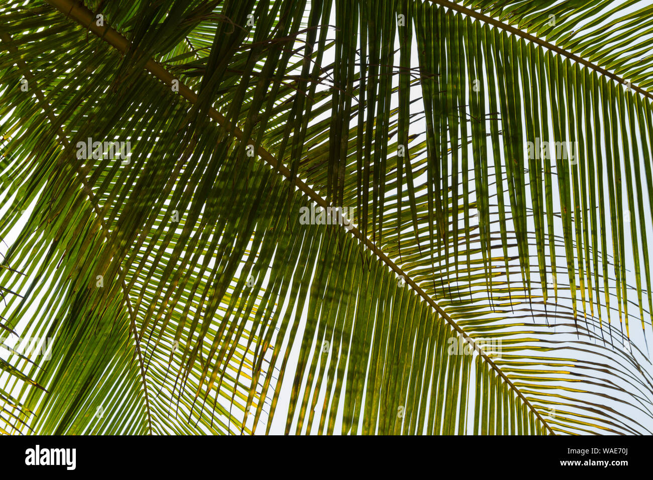 Bottom view leaf of coconut palm tree. Green background. Travel summer ...