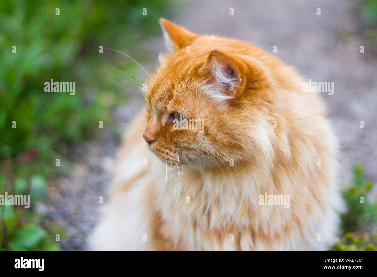 Cat sitting sun rays outdoor hi-res stock photography and images - Alamy