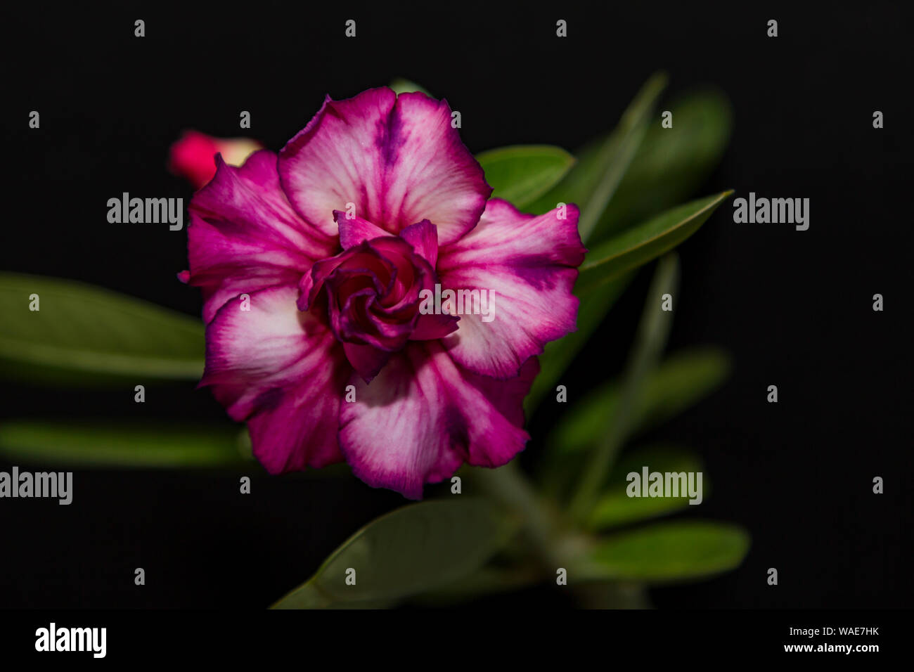 Violet flower adenium obesum blooms on black background. Close up. Copy ...