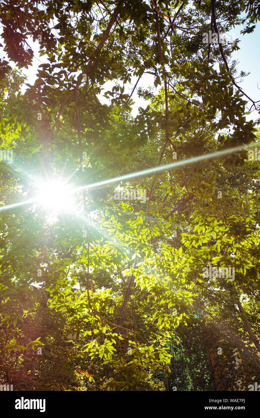 Sun shining thru green leaves on a forest on a summer nature landscape ...