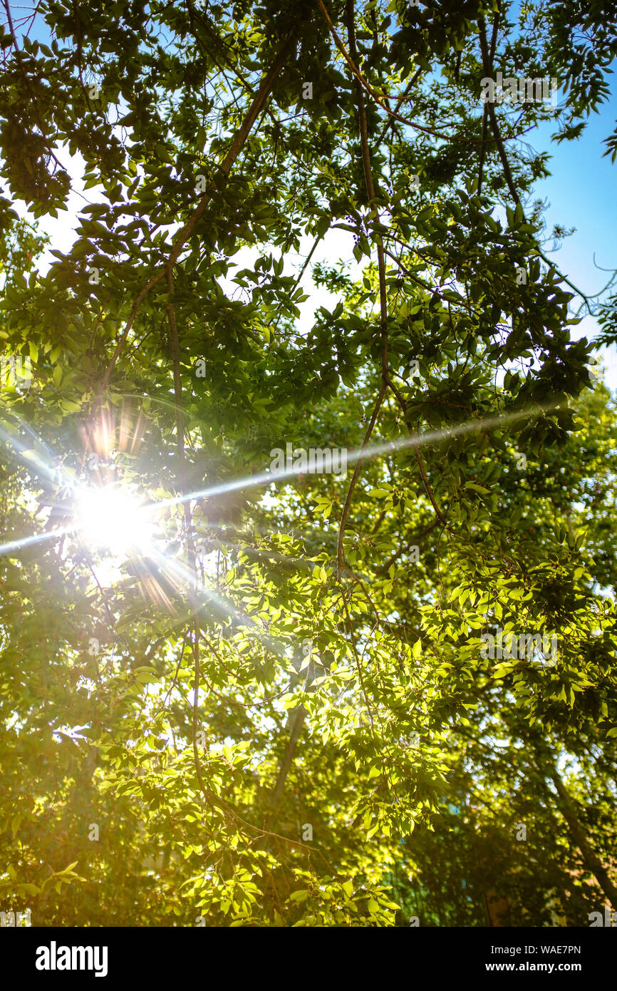 Sun shining thru green leaves on a forest on a summer nature landscape ...