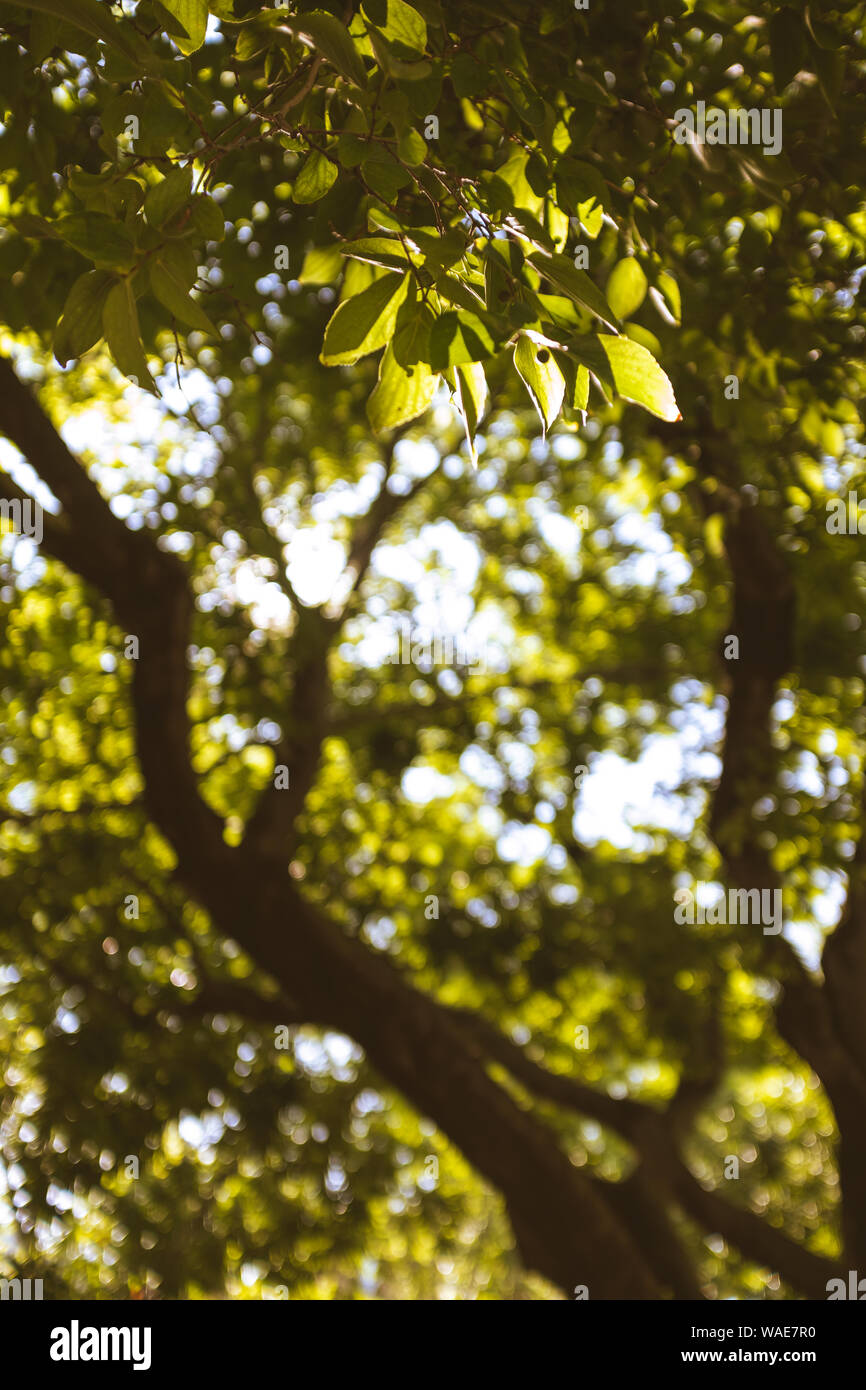 Sun shining thru green leaves on a forest on a summer nature landscape ...