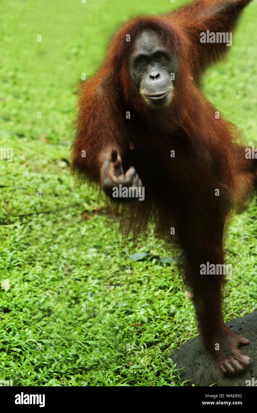 Monkey help person hi-res stock photography and images - Alamy