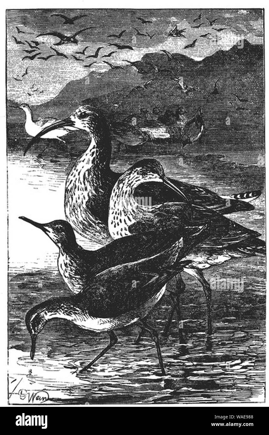 Drawing of a Group of Shore Birds Stock Photo - Alamy