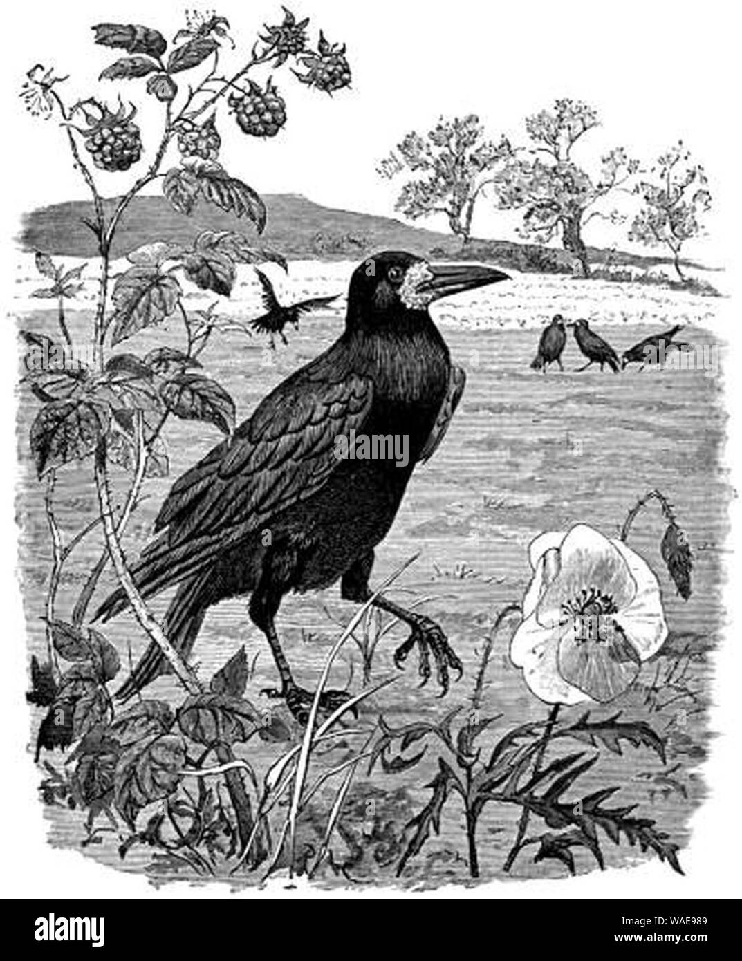Drawing of a Rook Stock Photo - Alamy