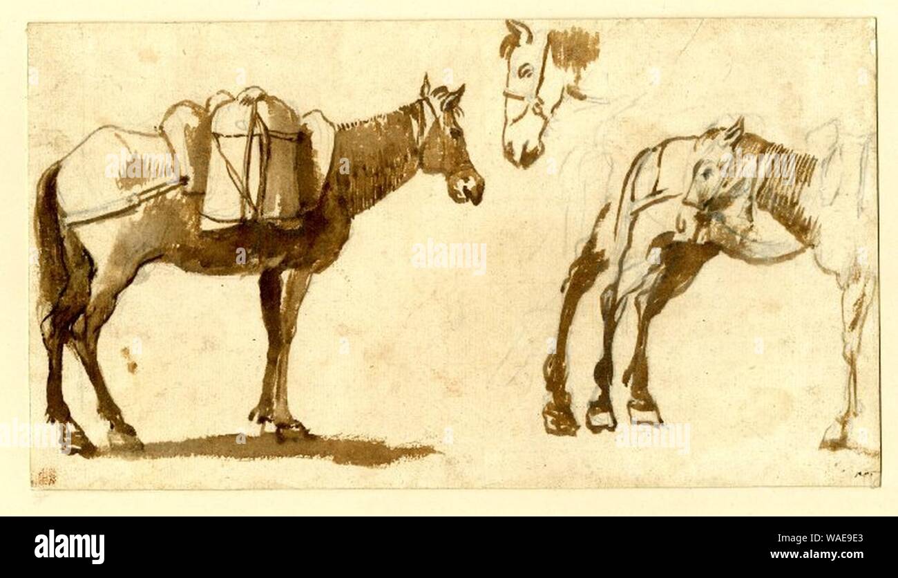 Mules drawing hi-res stock photography and images - Alamy