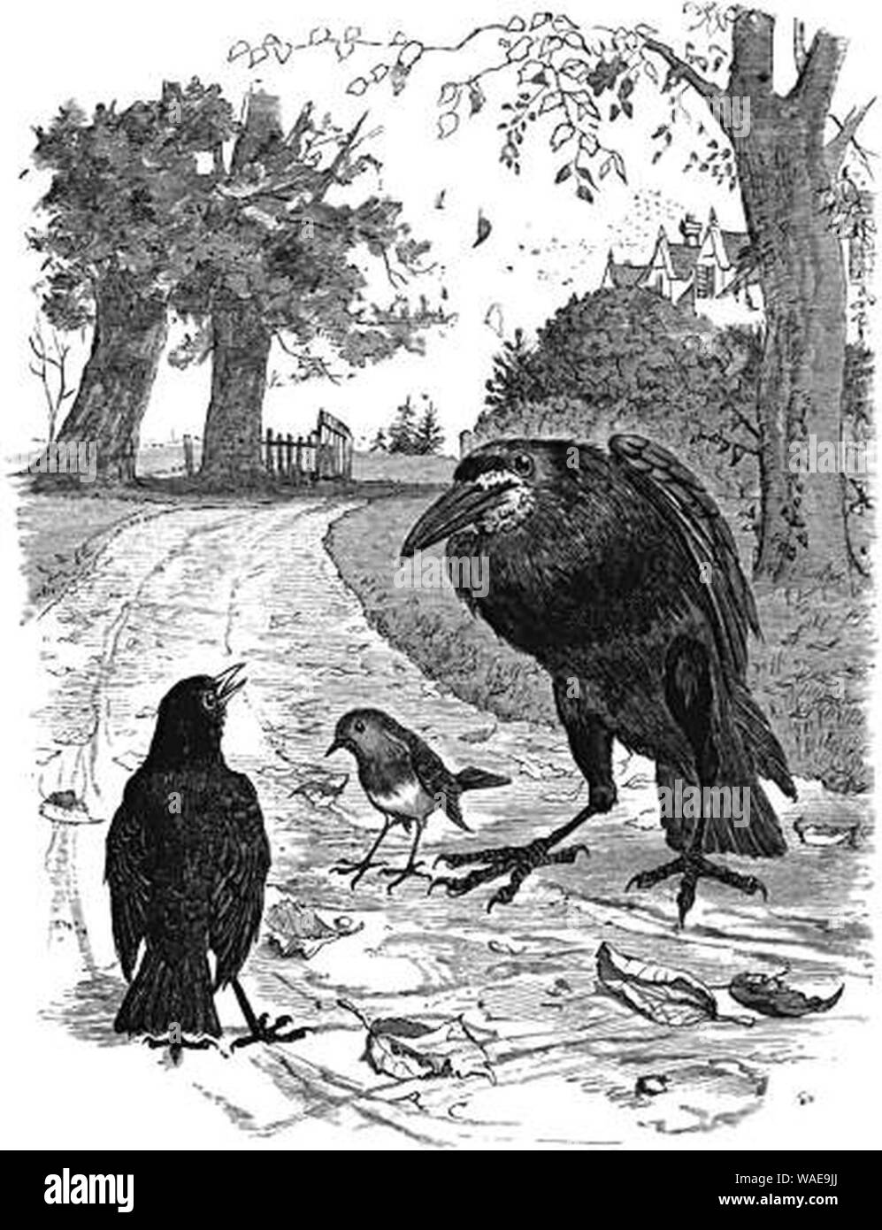 Drawing of Three Birds Stock Photo - Alamy