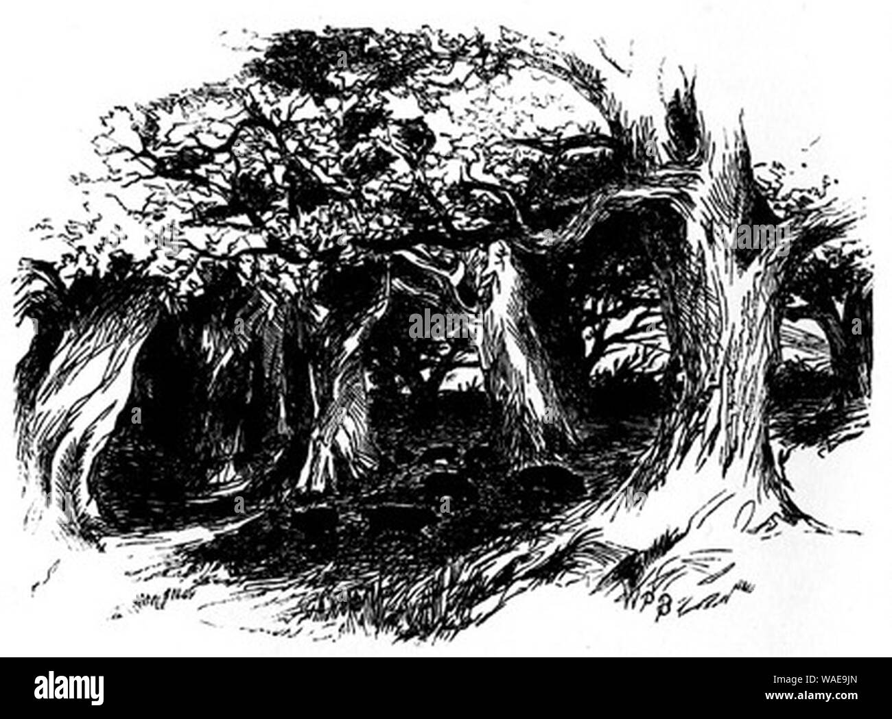 Drawing of Trees Stock Photo - Alamy