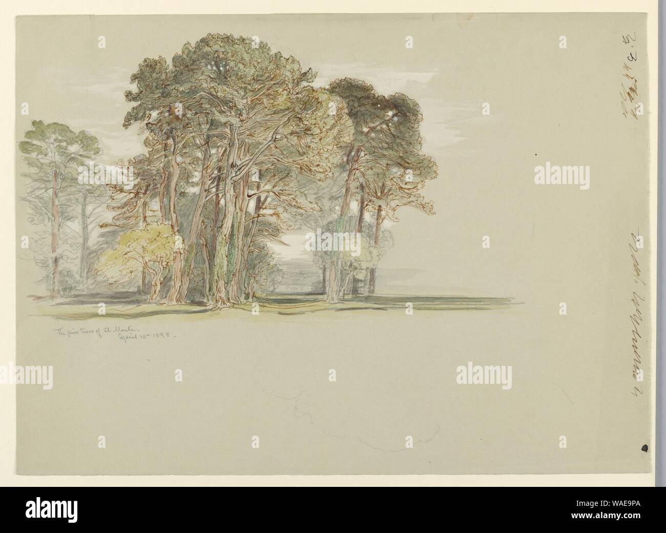 Drawing, ‘The Pine Trees of El Monte,‘ California., April 10, 1898 ...