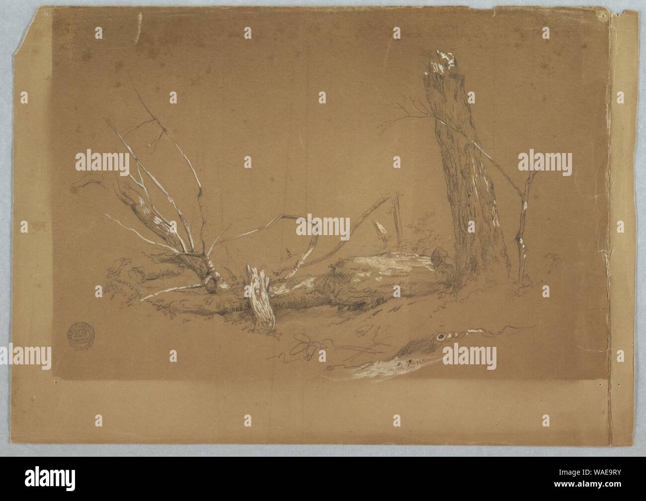Drawing, A Broken dead tree, 1855–65 Stock Photo - Alamy