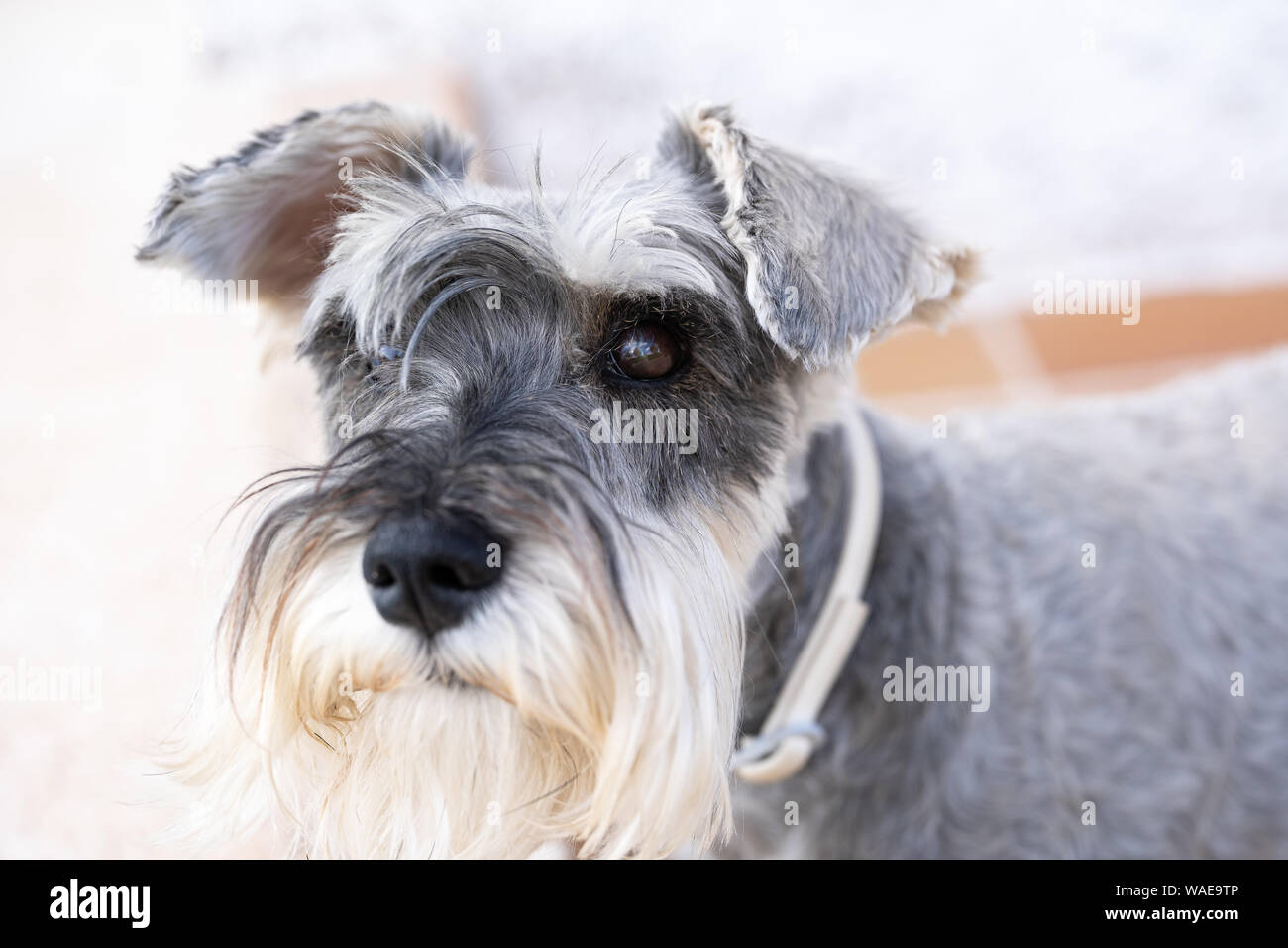 Portrait of a miniature schnauzer at home Stock Photo - Alamy