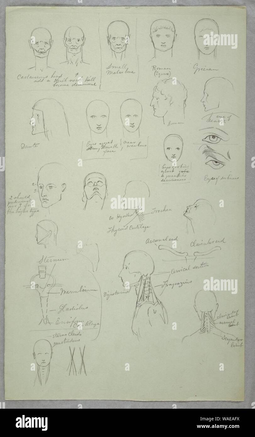 Drawing, Anatomical Studies, 1865–70 Stock Photo - Alamy