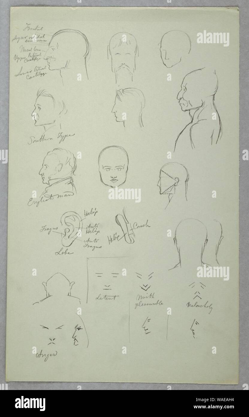 Drawing, Anatomical Studies, 1865–70 Stock Photo - Alamy