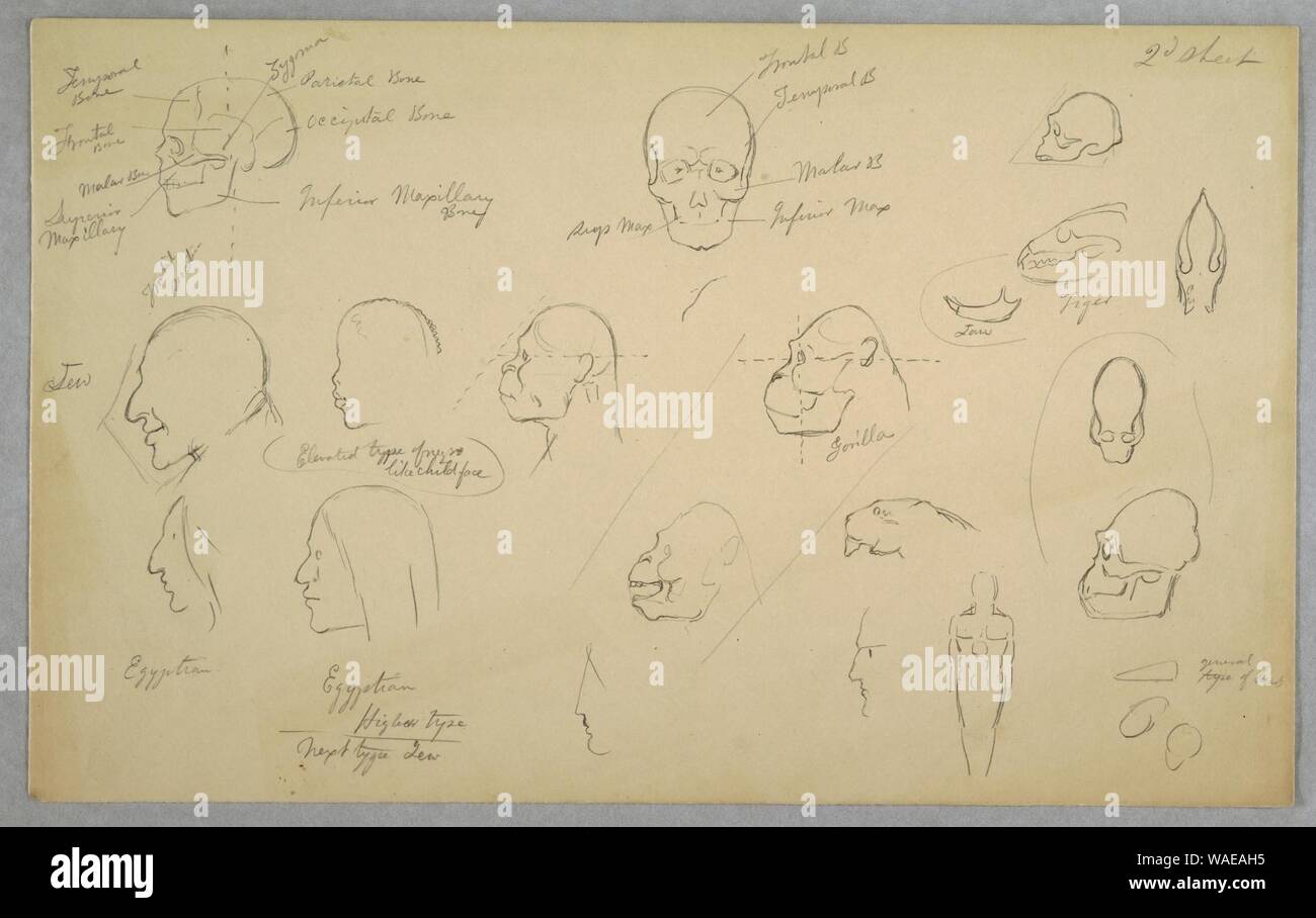 Drawing, Anatomical Studies, 1865–70 Stock Photo - Alamy