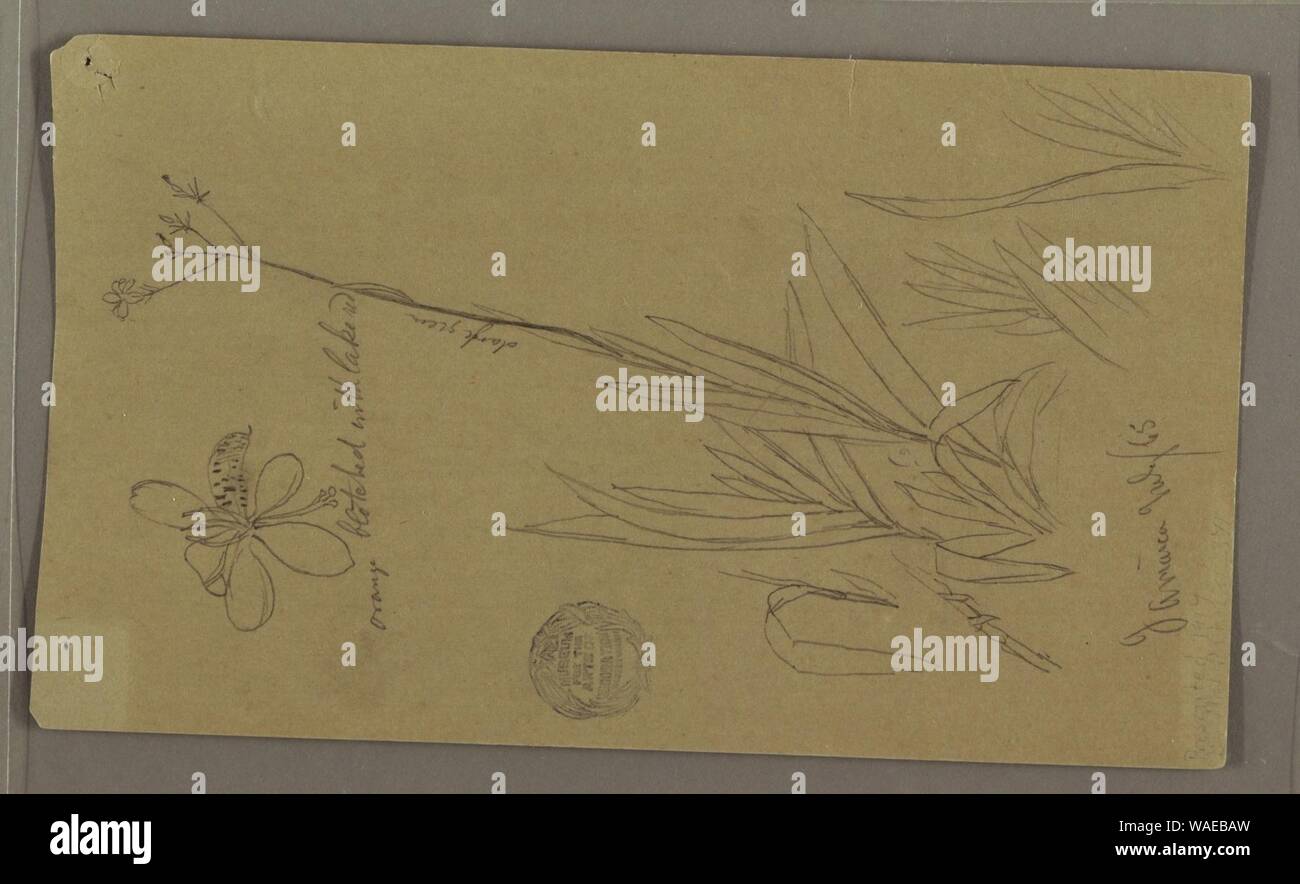 Drawing, Botanical Sketches Showing Details of a Plant, Jamaica, July ...