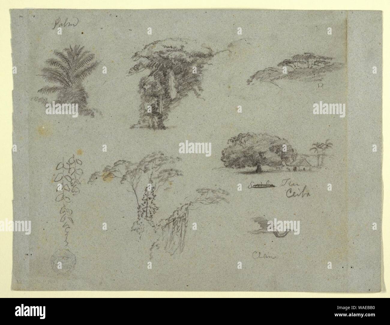 Drawing, Botanical Sketches from South America- a Palm, Groups of Trees ...