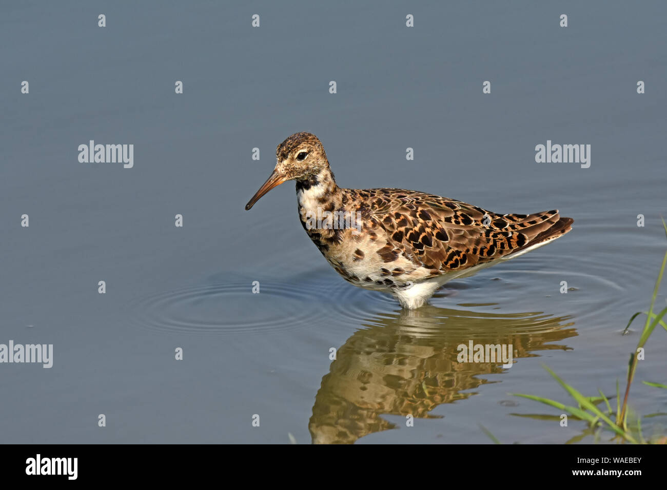 Feeding fauna avian wader ornithology wildlife natural nature hi-res ...