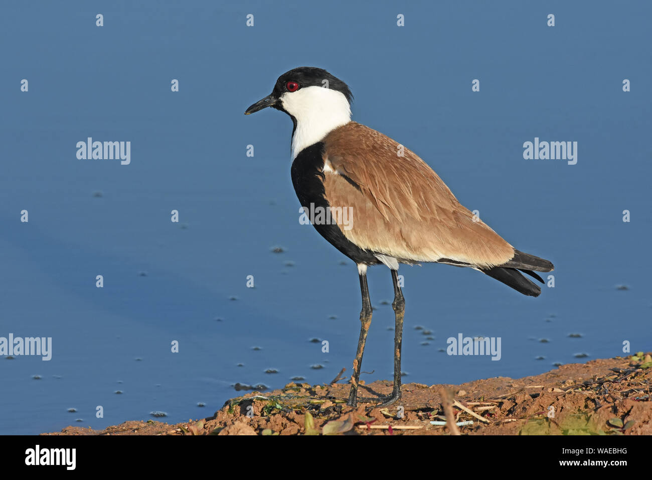 White winged lapwing hi-res stock photography and images - Alamy