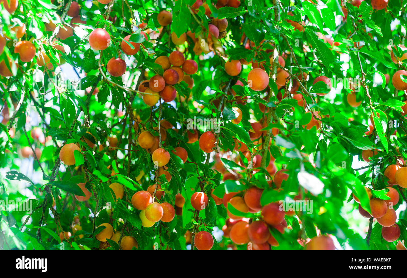mirabelle plum fruit in tree Stock Photo - Alamy