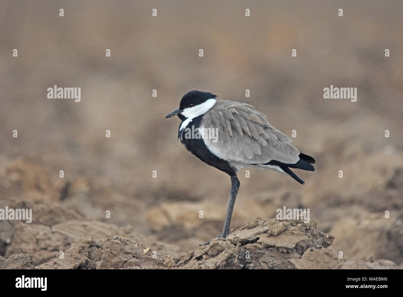 Spur winged lapwing hi-res stock photography and images - Alamy
