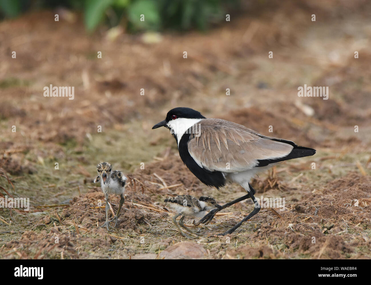 Spur-winged lapwing with chicks Stock Photo - Alamy