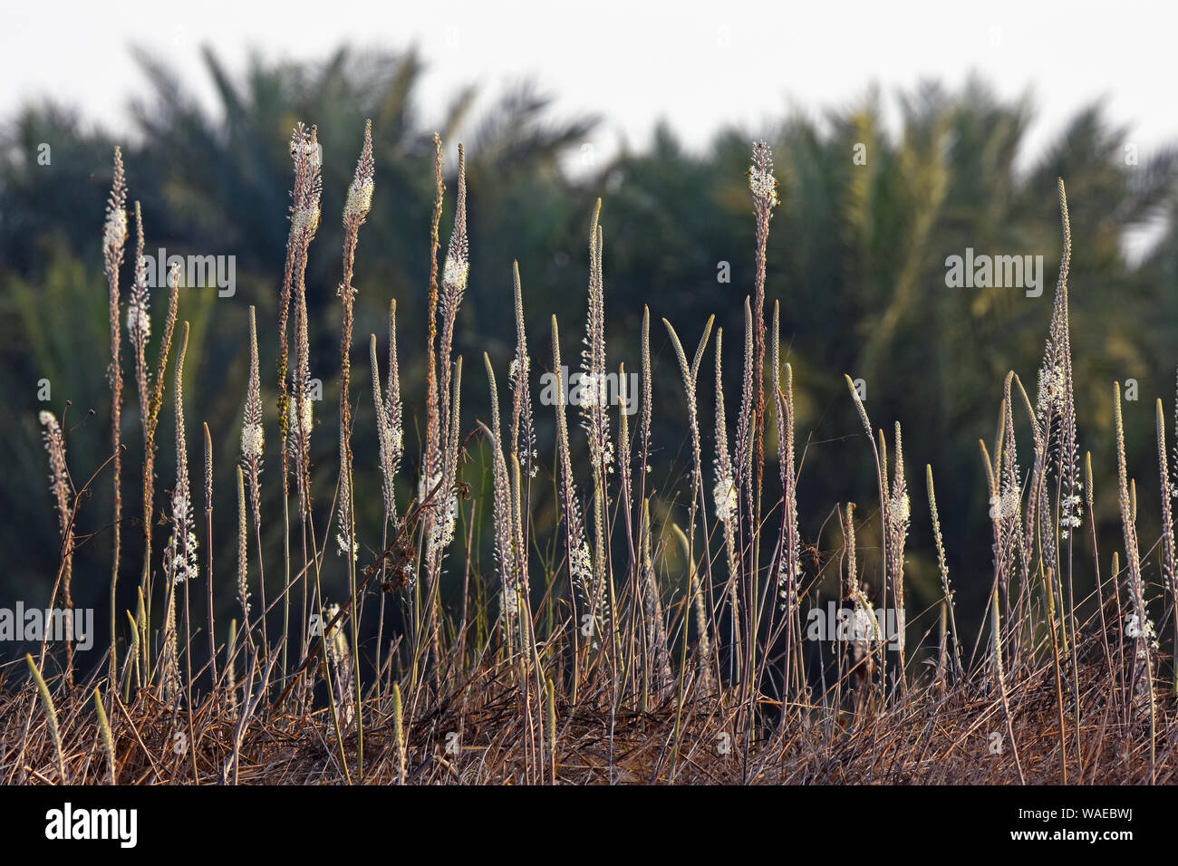 Squilla maritima hi-res stock photography and images - Alamy